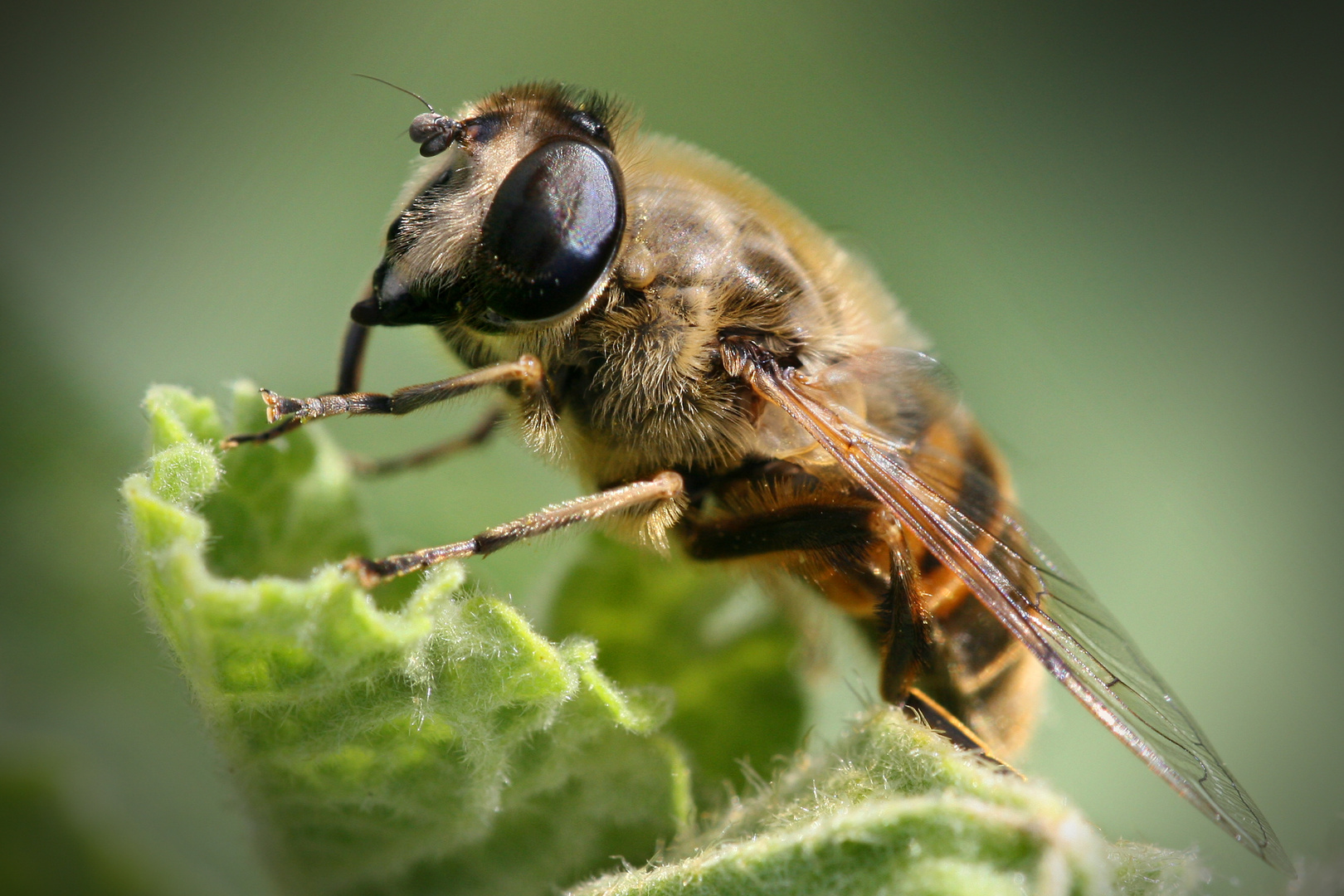 Le taon photo et image | macro nature, album lascap, nature Images ...