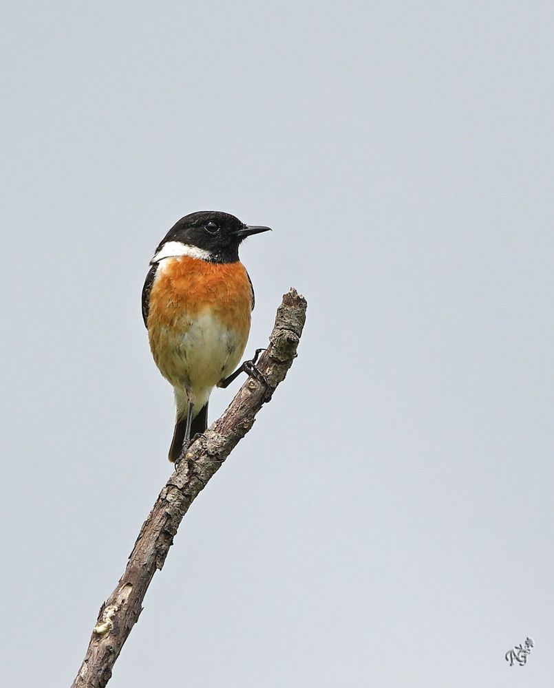 Le tarier pâtre ... photo et image | nature, animaux, oiseaux Images ...