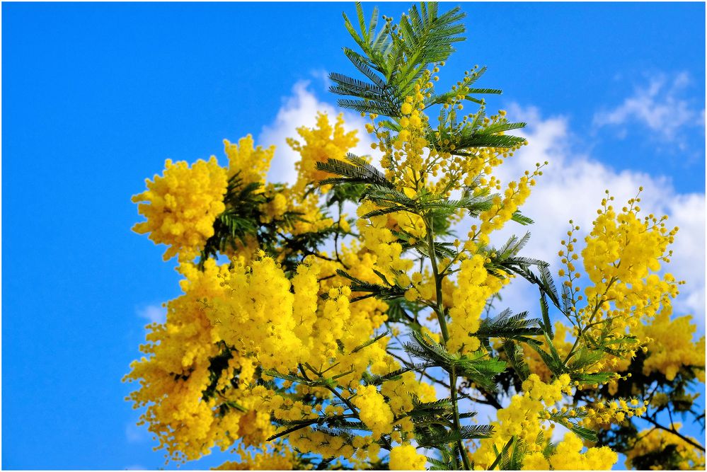 Le temps du mimosa photo et image | les saisons, hiver, arbres Images ...