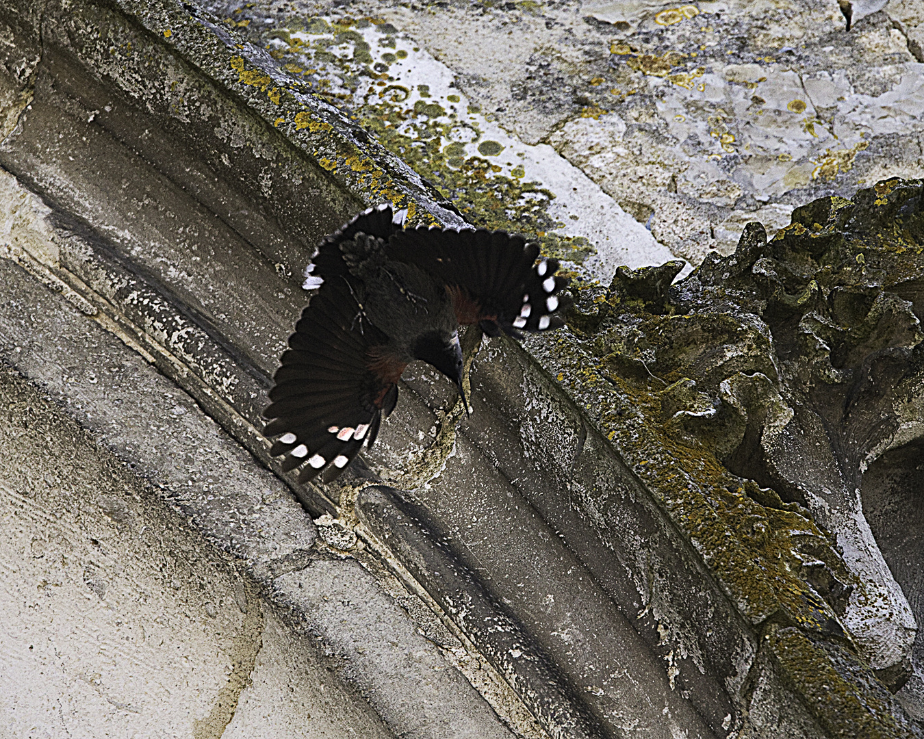 Le Tichodrome échelette photo et image | animaux, animaux sauvages ...