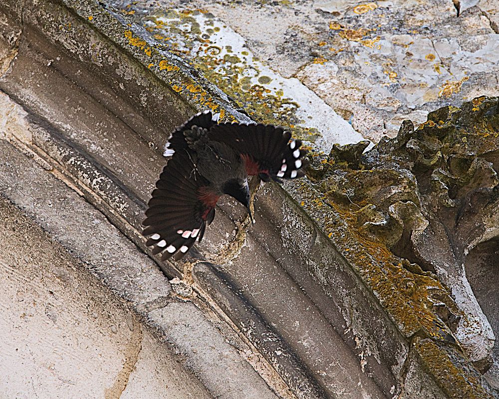 Le Tichodrome échelette photo et image | animaux, animaux sauvages ...