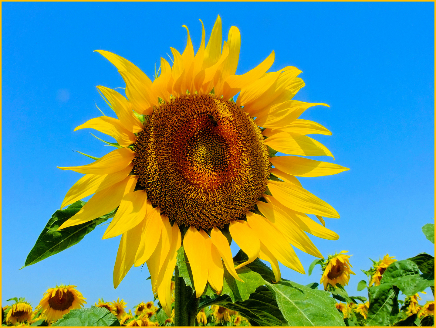 Le tournesol photo et image | europe, france, provence-alpes-côte d ...
