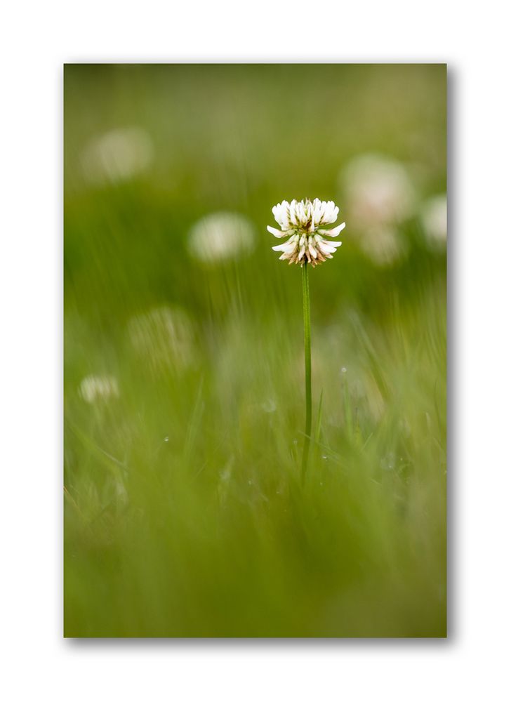 Le trèfle chanceux photo et image | macro nature, macro fleurs, macro ...