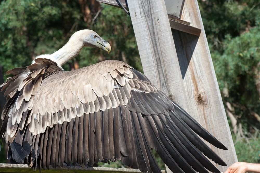 le vautour - Image & Photo de AlisonJessie de La photographie ...