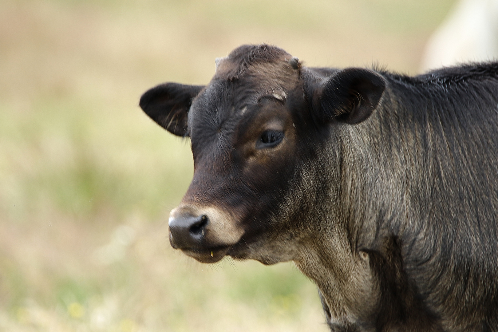 le veau !! photo et image | nature Images fotocommunity