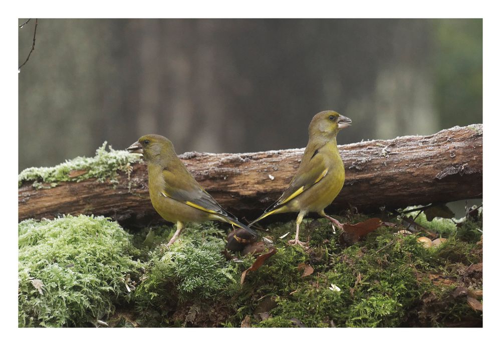 le Verdier photo et image | animaux, animaux sauvages, oiseaux Images ...