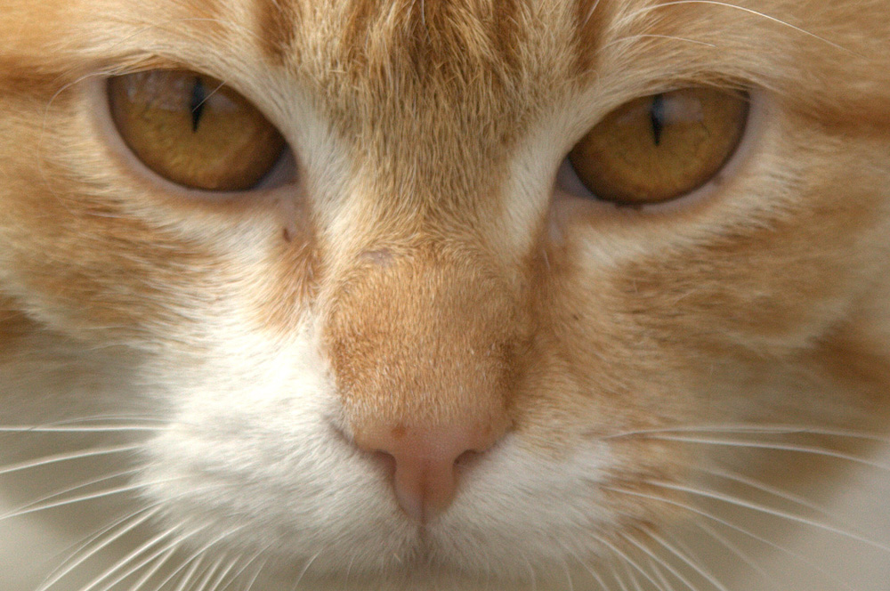 le yeux du chat !! photo et image | animaux, animaux domestiques, chats ...