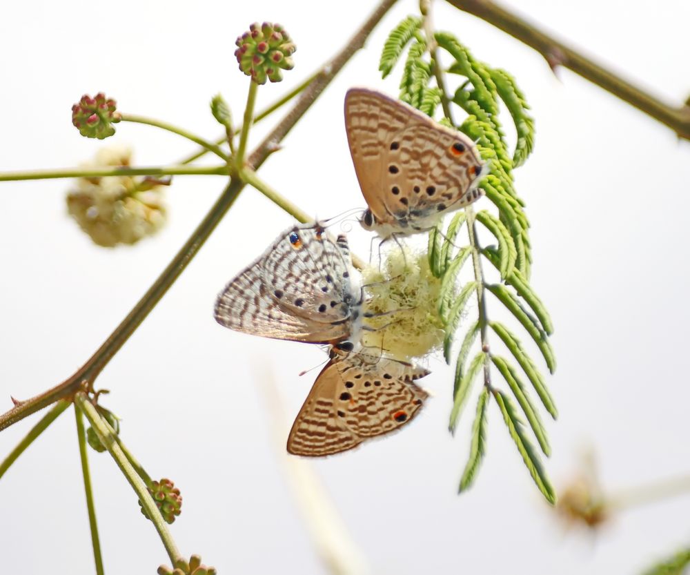 Leaden ciliate blue Foto & Bild | natur, afrika, insekten Bilder auf ...