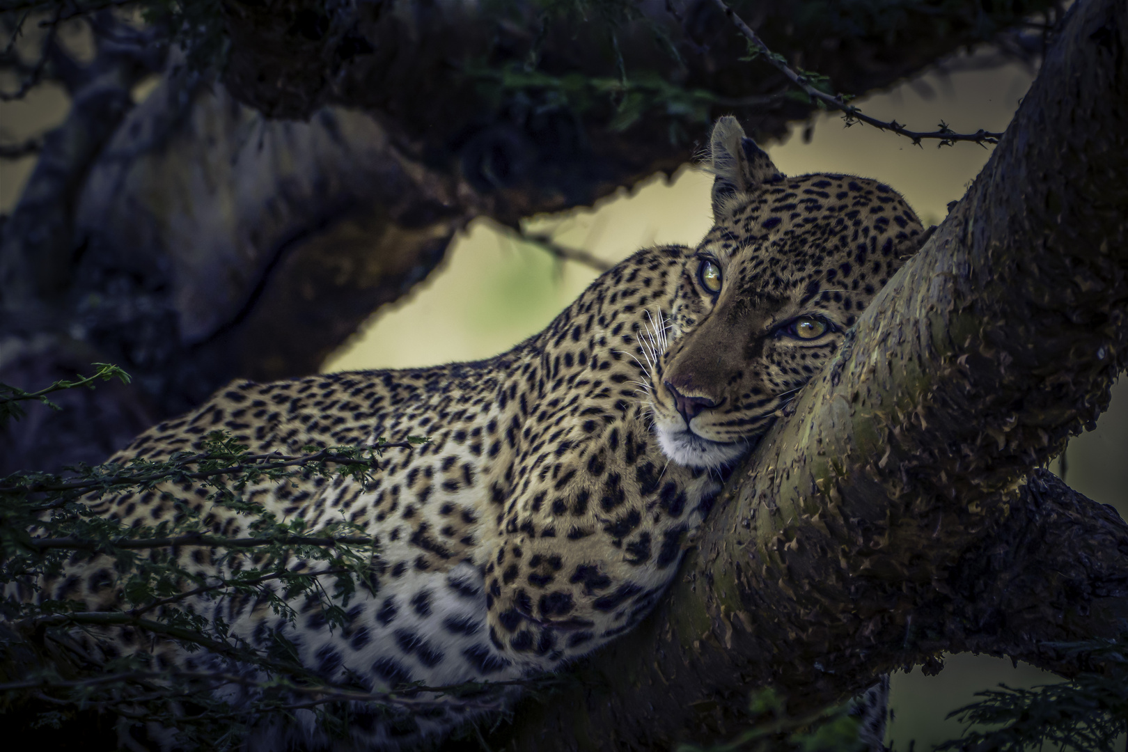 Leaopard Foto & Bild | foto des jahres: lebensräume, natur, afrika ...