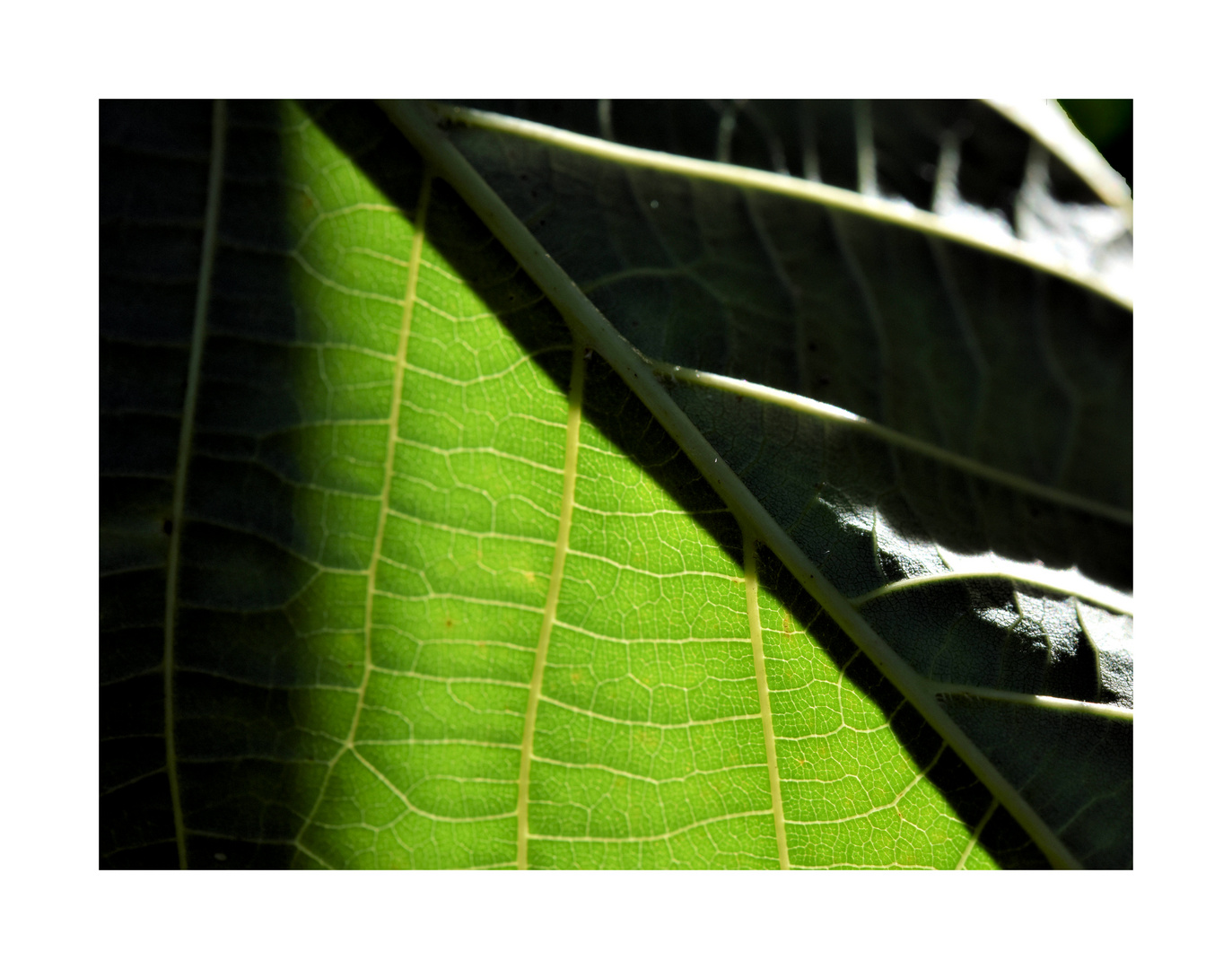 Leaves & Light: VERTICAL AND DIAGONAL Foto & Bild | pflanzen, pilze ...