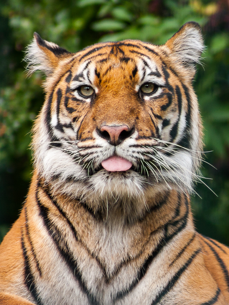Leb Wohl Foto & Bild | tiere, zoo, wildpark & falknerei, säugetiere ...