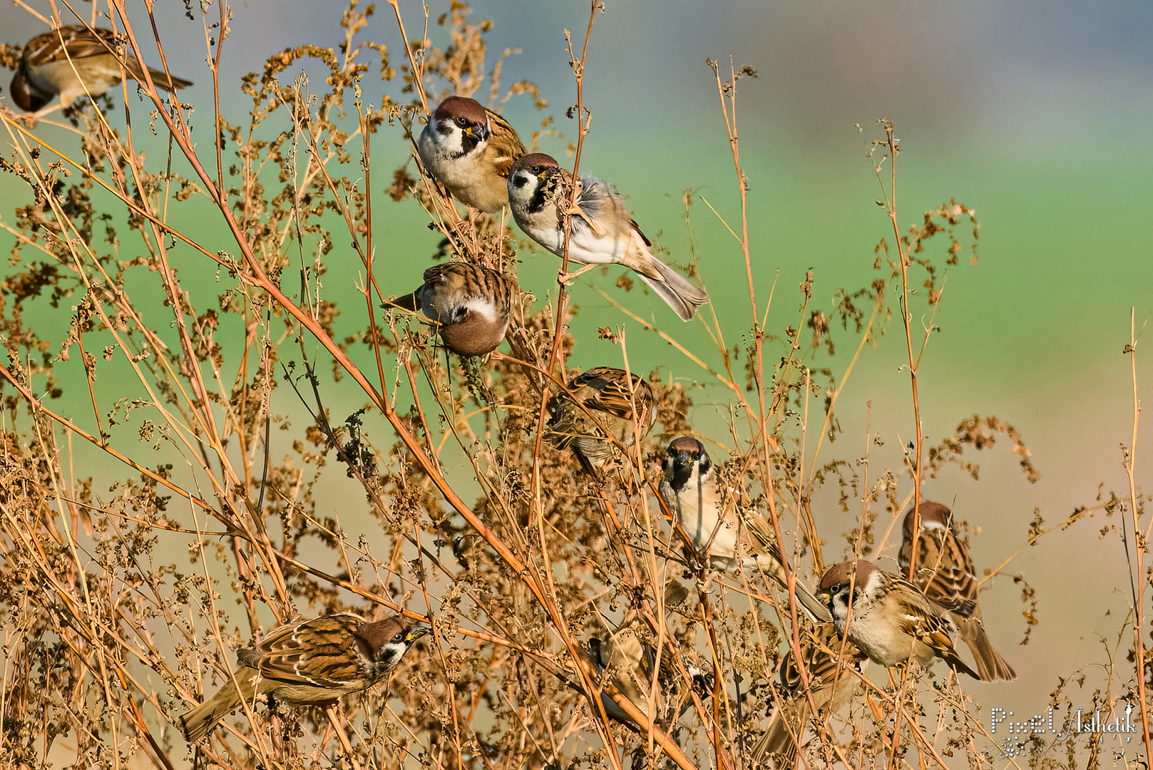 Leben im Busch Foto & Bild | tiere, wildlife, wild lebende vögel Bilder ...