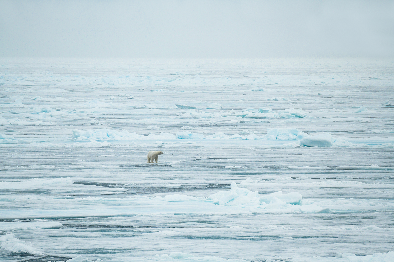 Leben im Packeis... die Weite... Foto & Bild | world, natur, tiere ...