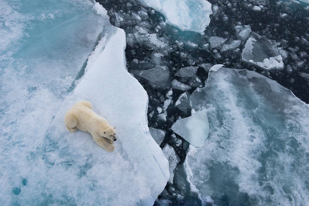 "Leben im Packeis: Leben heisst Veränderung" Foto & Bild | world, natur ...