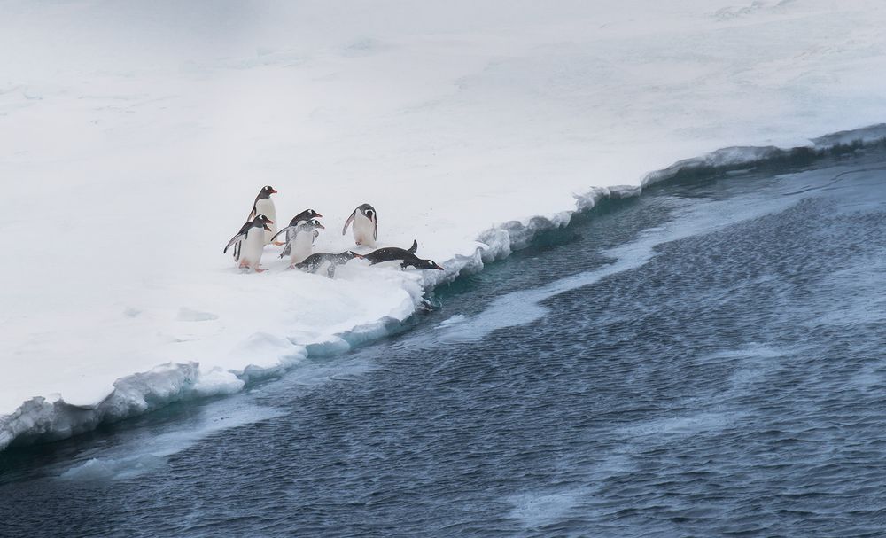 "Leben im Packeis" ... wir tauchen doch alle zusammen Foto & Bild ...