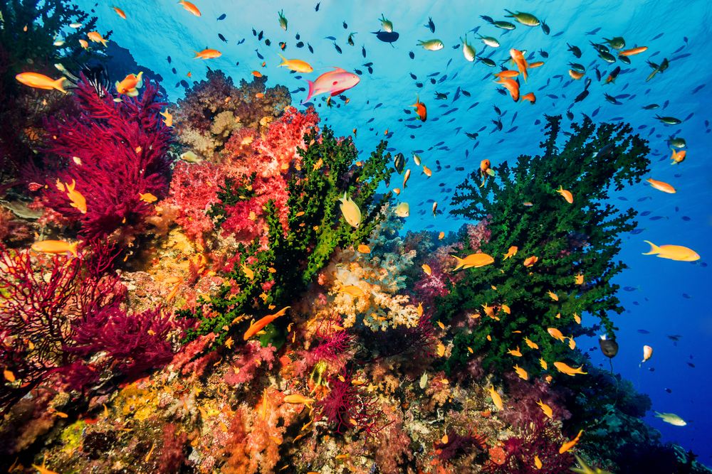 Leben im Riff 2 Foto & Bild | unter wasser, meer, natur Bilder auf ...