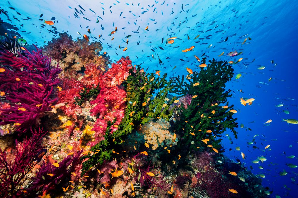 Leben im Riff Foto & Bild | unterwasser, uw-salzwasser, natur-kreativ ...