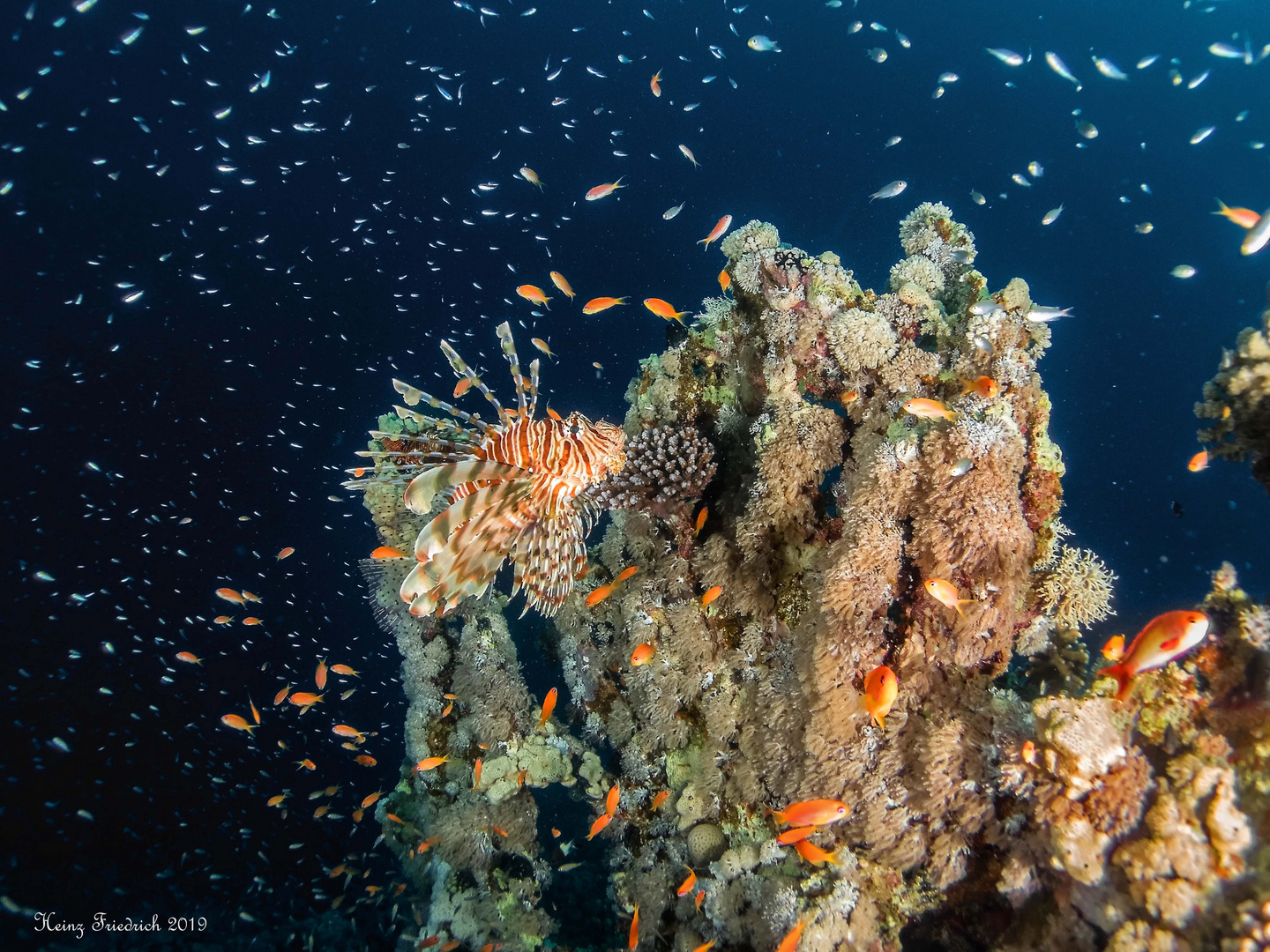 Leben im Riff Foto & Bild | tiere, wildlife, fische Bilder auf ...