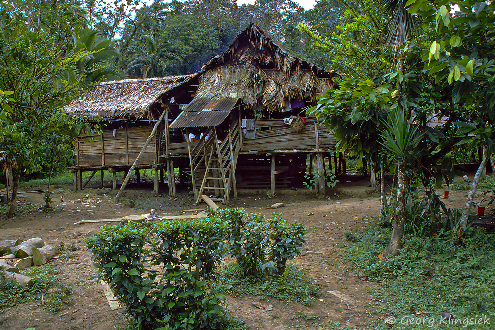 Leben im tropischen Regenwald 1 Foto & Bild | north america, central ...