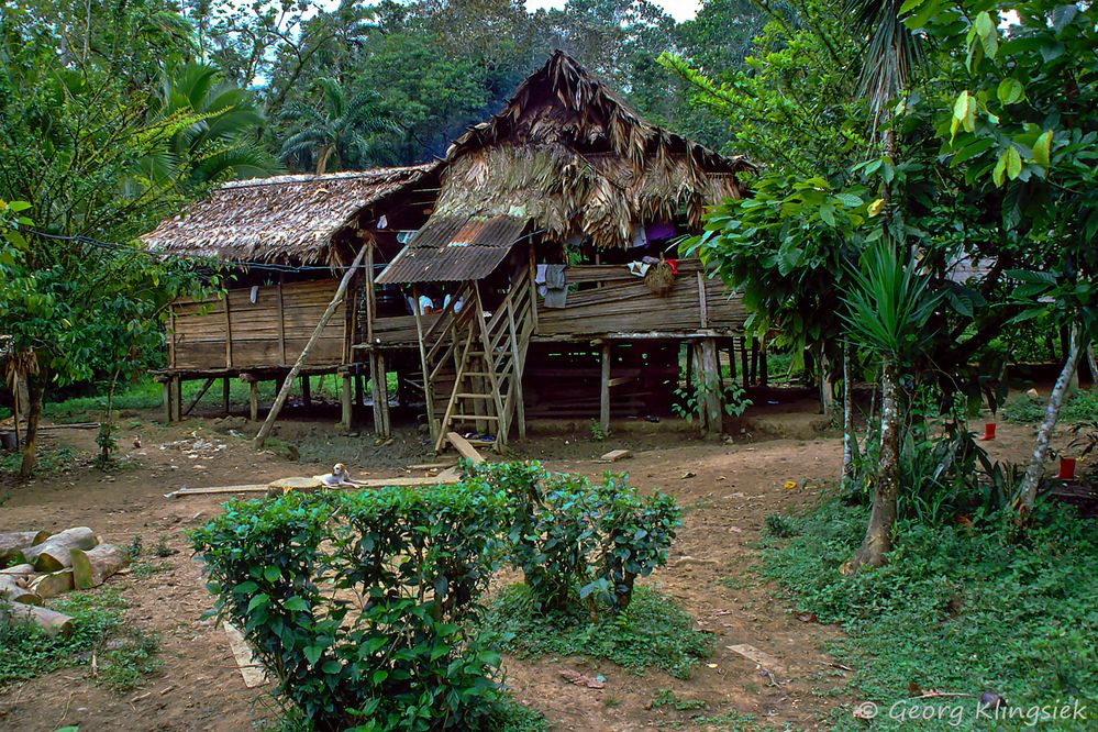 Leben im tropischen Regenwald 1 Foto & Bild | north america, central ...