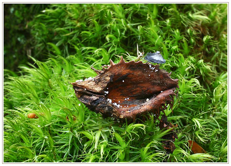 Leben in einer Buchecker.. Foto & Bild | pflanzen, pilze & flechten ...