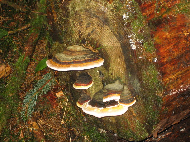 Leben ist überall Foto & Bild | pflanzen, pilze & flechten, pilze ...