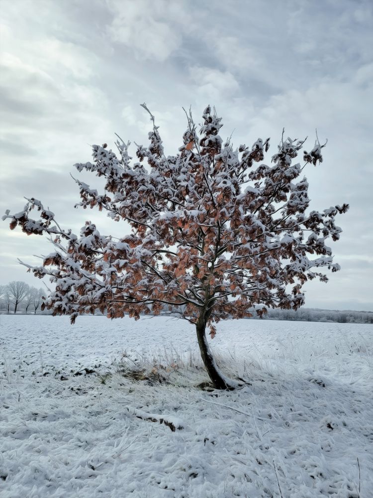 lebend... Foto & Bild | landschaft, jahreszeiten, wald Bilder auf fotocommunity