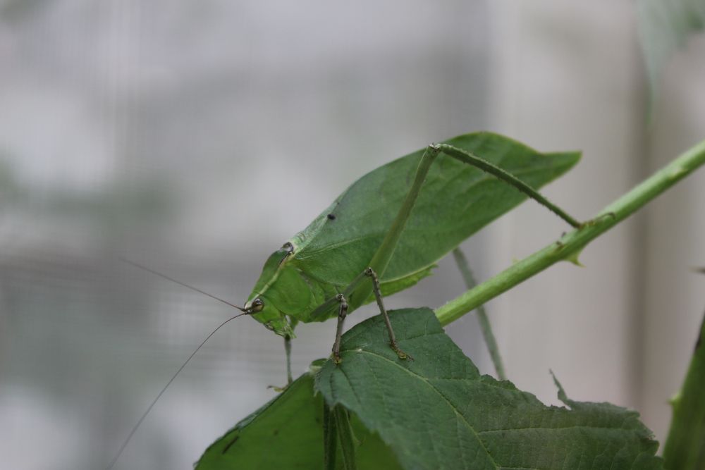 Lebendes Blatt Foto & Bild | tiere, zoo, wildpark & falknerei, insekten ...