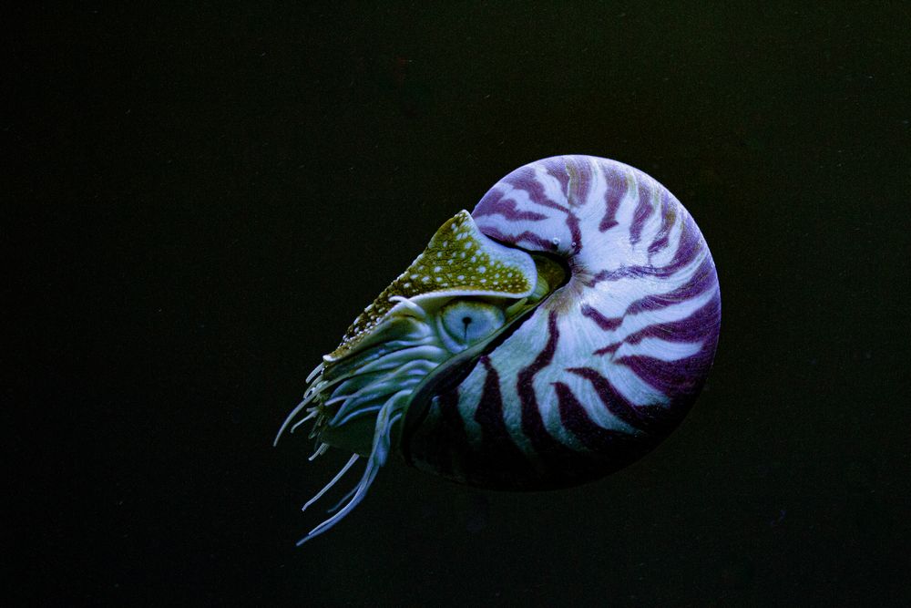 Lebendige Grüße aus der Kreidezeit Foto & Bild | natur, zoo, tiere ...