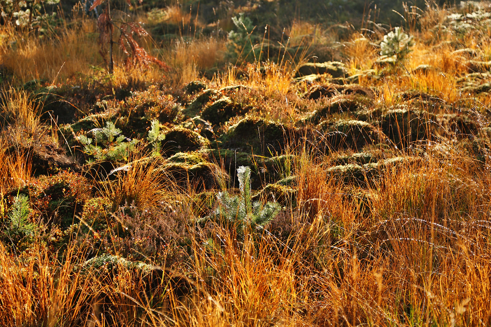 lebendiges Hochmoor Foto & Bild | landschaft, rückkehr der natur ...
