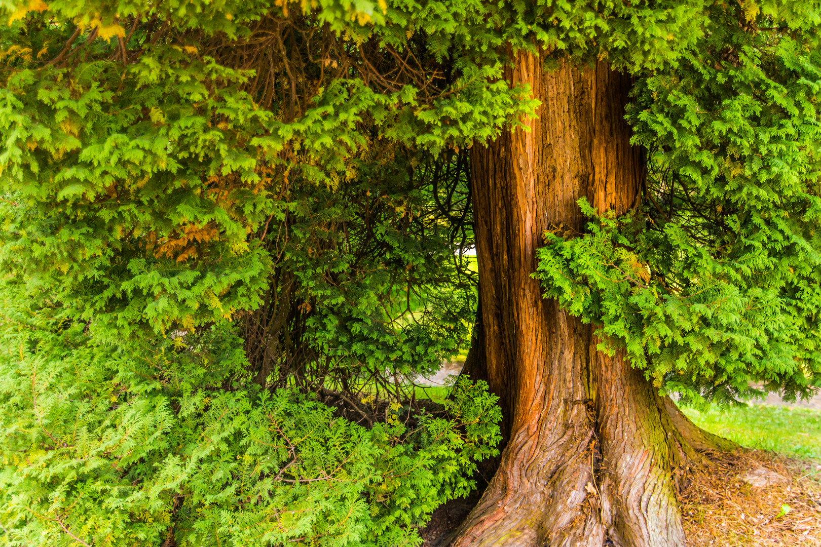 Lebensbaum Foto & Bild | pflanzen, pilze & flechten, bäume, nadelbäume ...