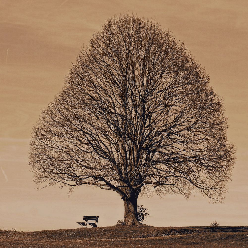 Lebensbaum Foto & Bild | landschaft, wald, natur Bilder auf fotocommunity