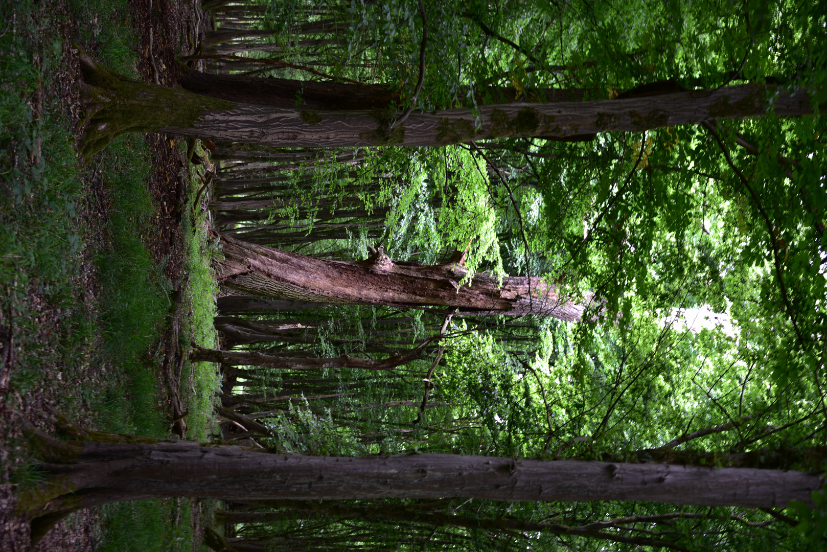 Lebensbaum Foto & Bild | pflanzen, pilze & flechten, bäume, natur ...