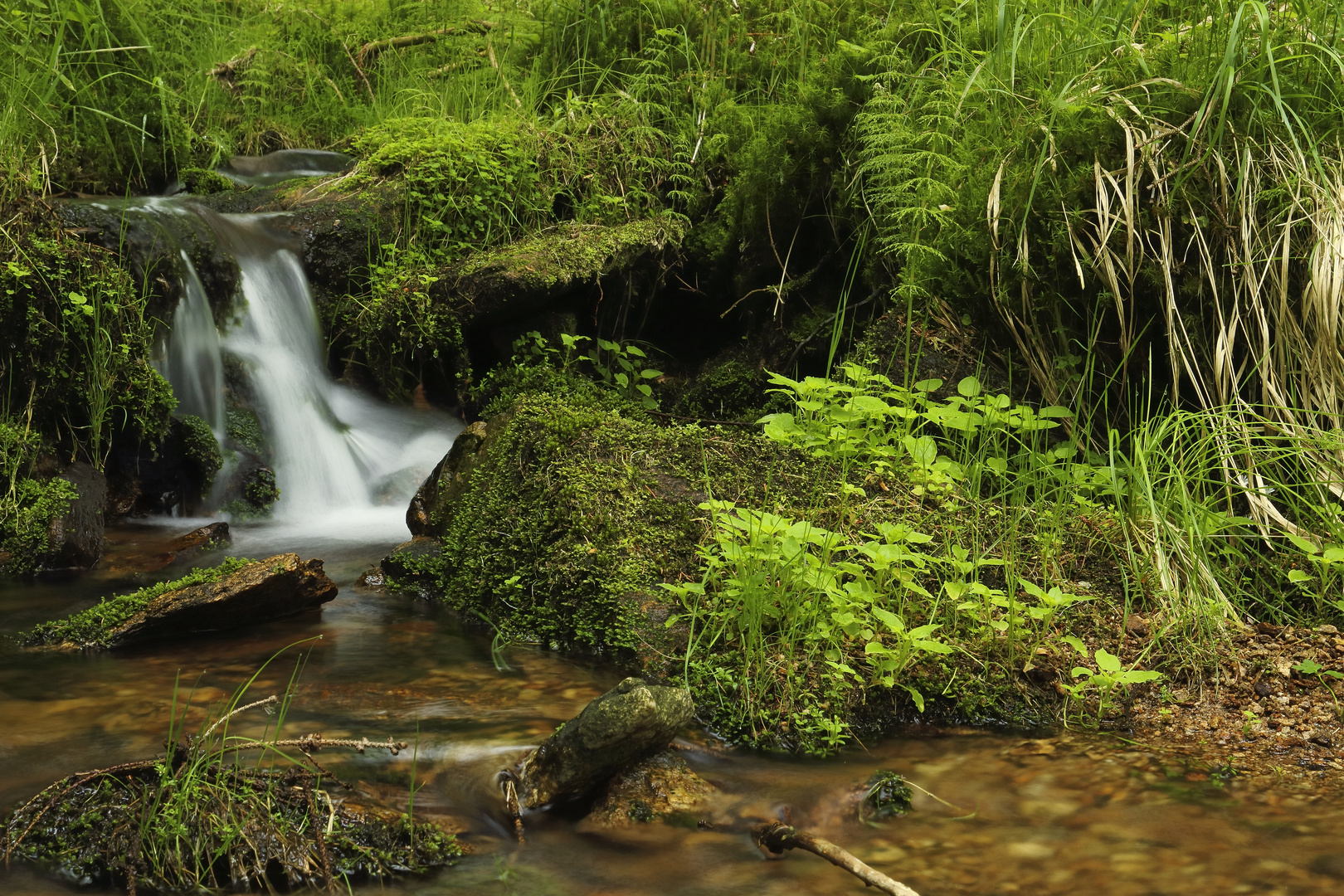 Lebensraum Bach Foto & Bild | fotos, nature, wald Bilder auf fotocommunity