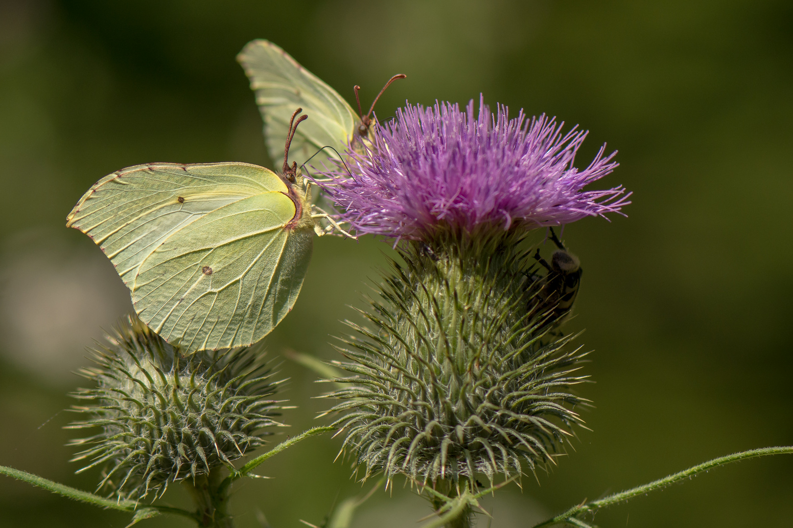 Lebensraum Distel Foto & Bild | schmetterlinge, natur, tiere Bilder auf ...