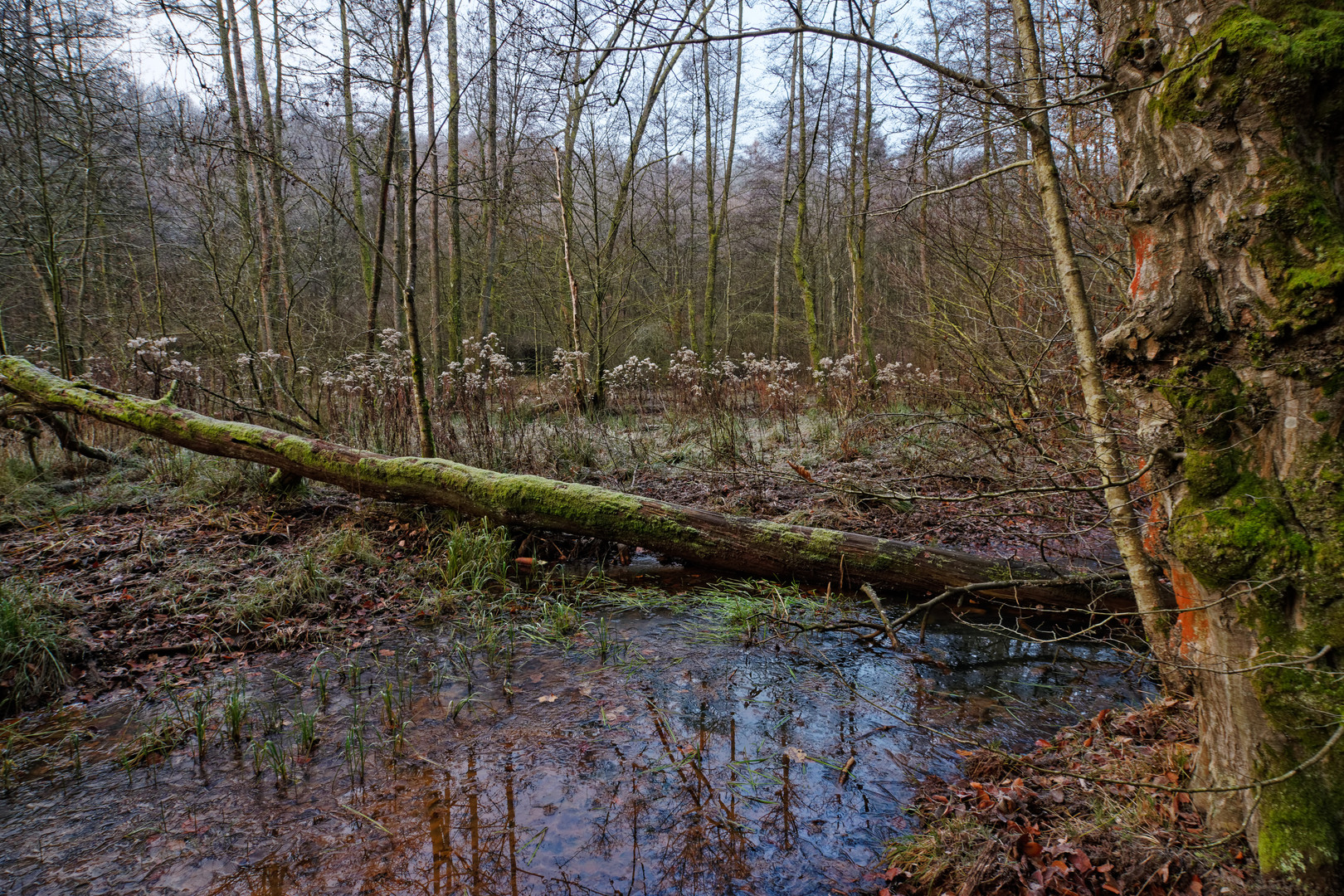 Lebensraum Sumpf Foto & Bild | wald, wasser, schilf Bilder auf ...