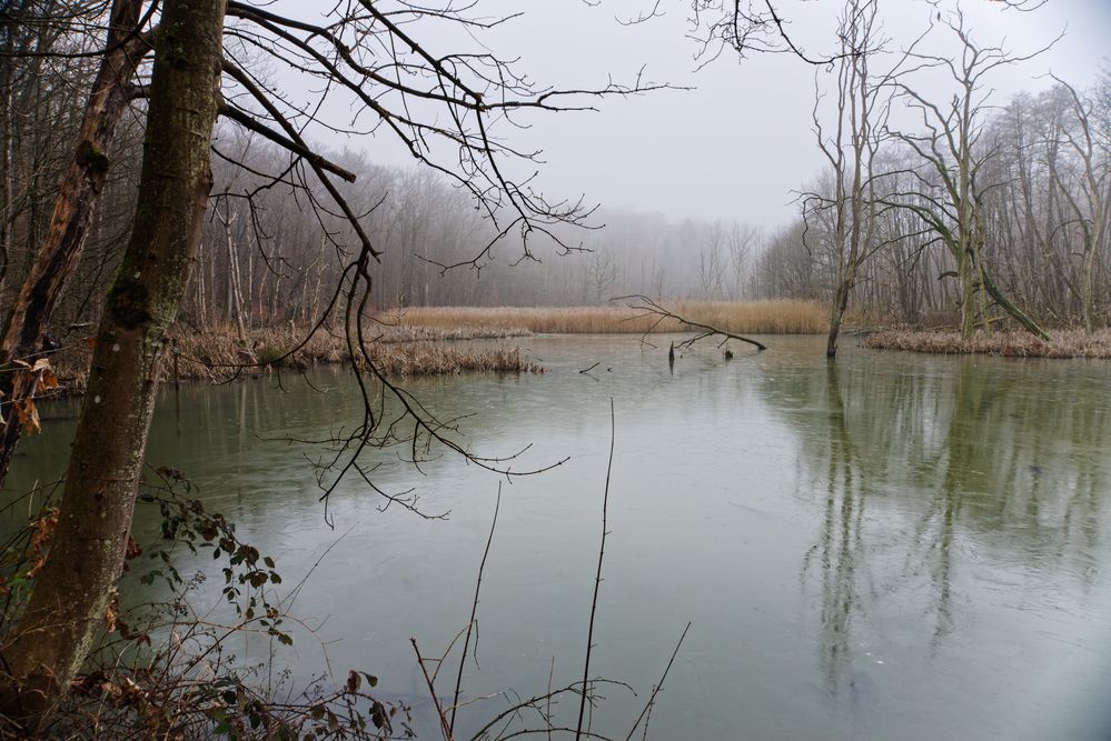 Lebensraum Sumpf (4) Foto & Bild | wald, bäume, schilf Bilder auf ...