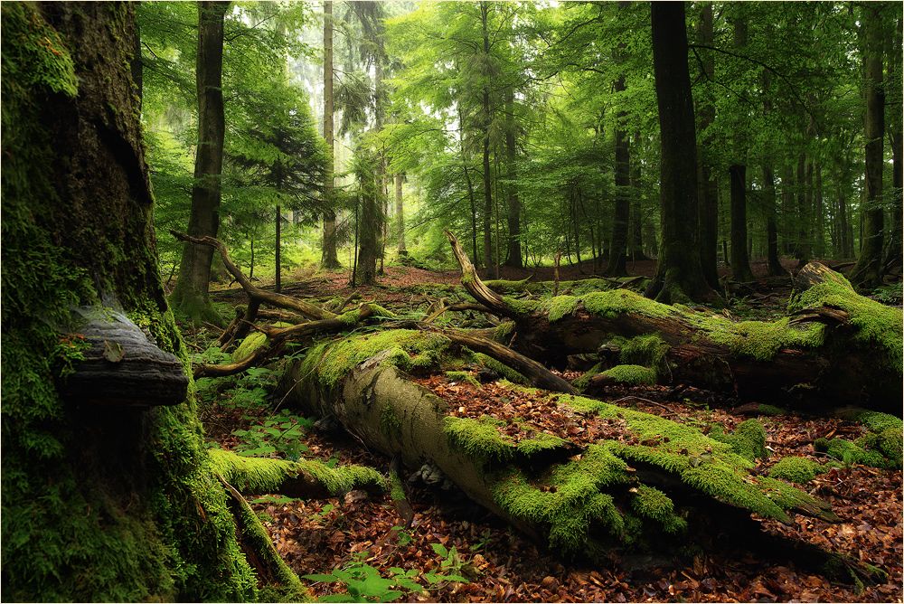 Lebensraum Totholz Foto & Bild | wald, regen, natur Bilder auf ...