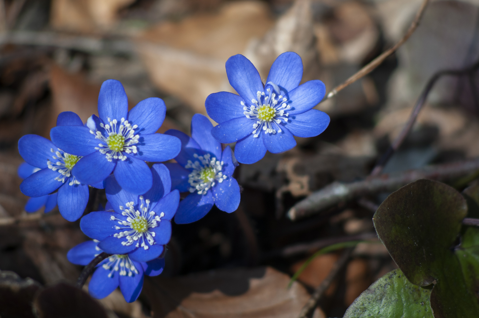 Leberblümchen Foto And Bild Pflanzen Pilze And Flechten Blüten