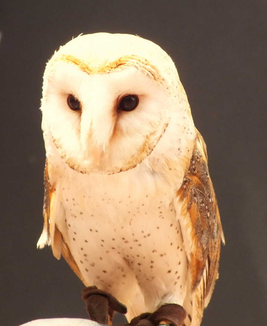 Lechuza Imagen & Foto | animales, aves, naturaleza Fotos de fotocommunity