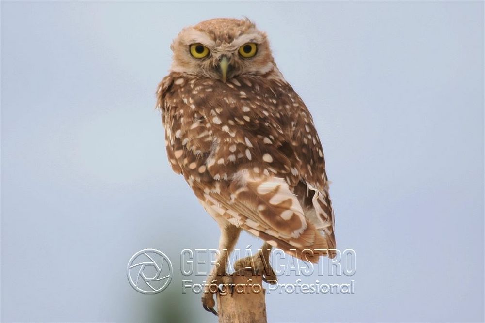Lechuza Imagen & Foto | fotos, nature, natur Fotos de fotocommunity
