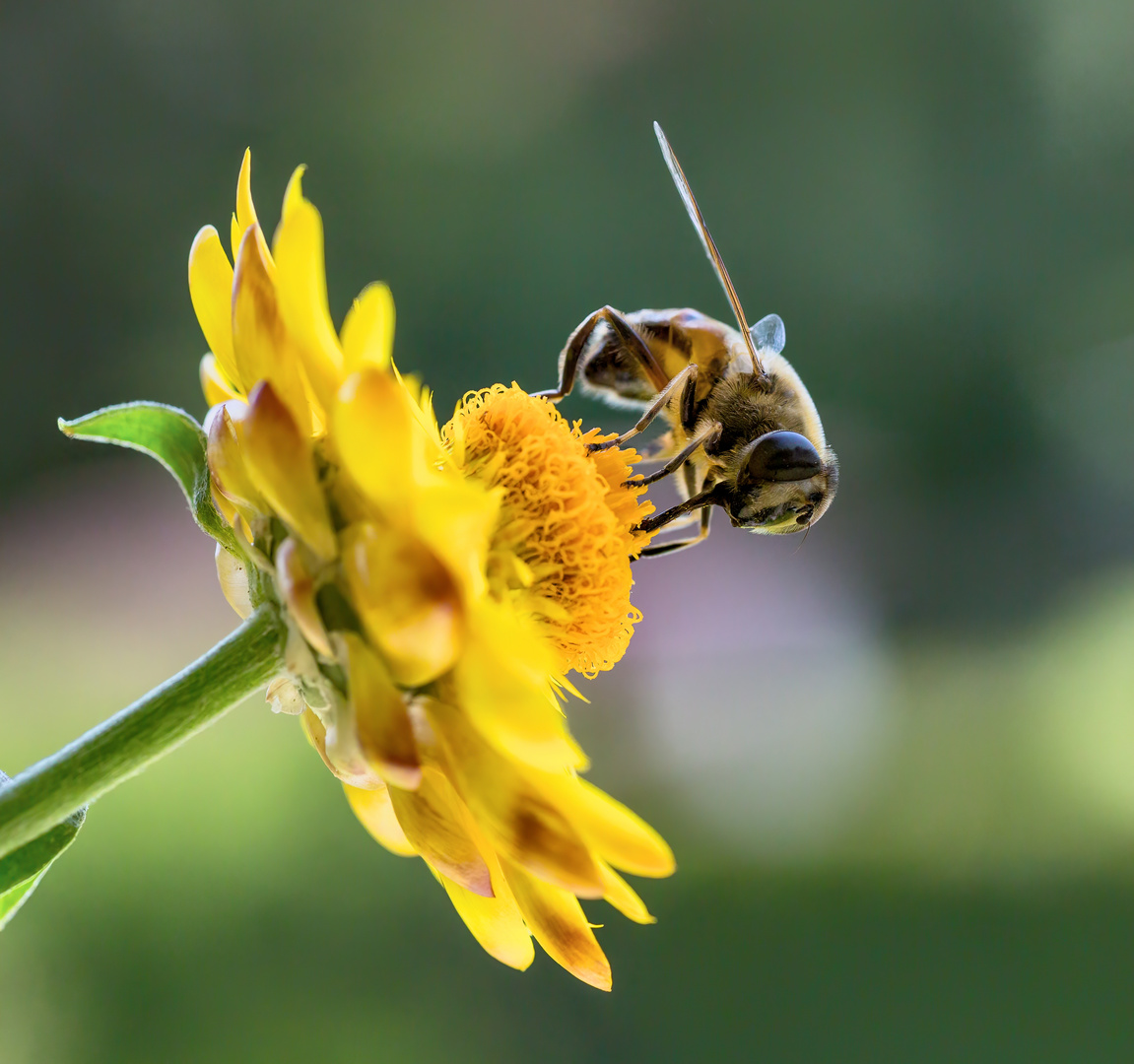 lecker Foto & Bild | sommer, makro, natur Bilder auf fotocommunity