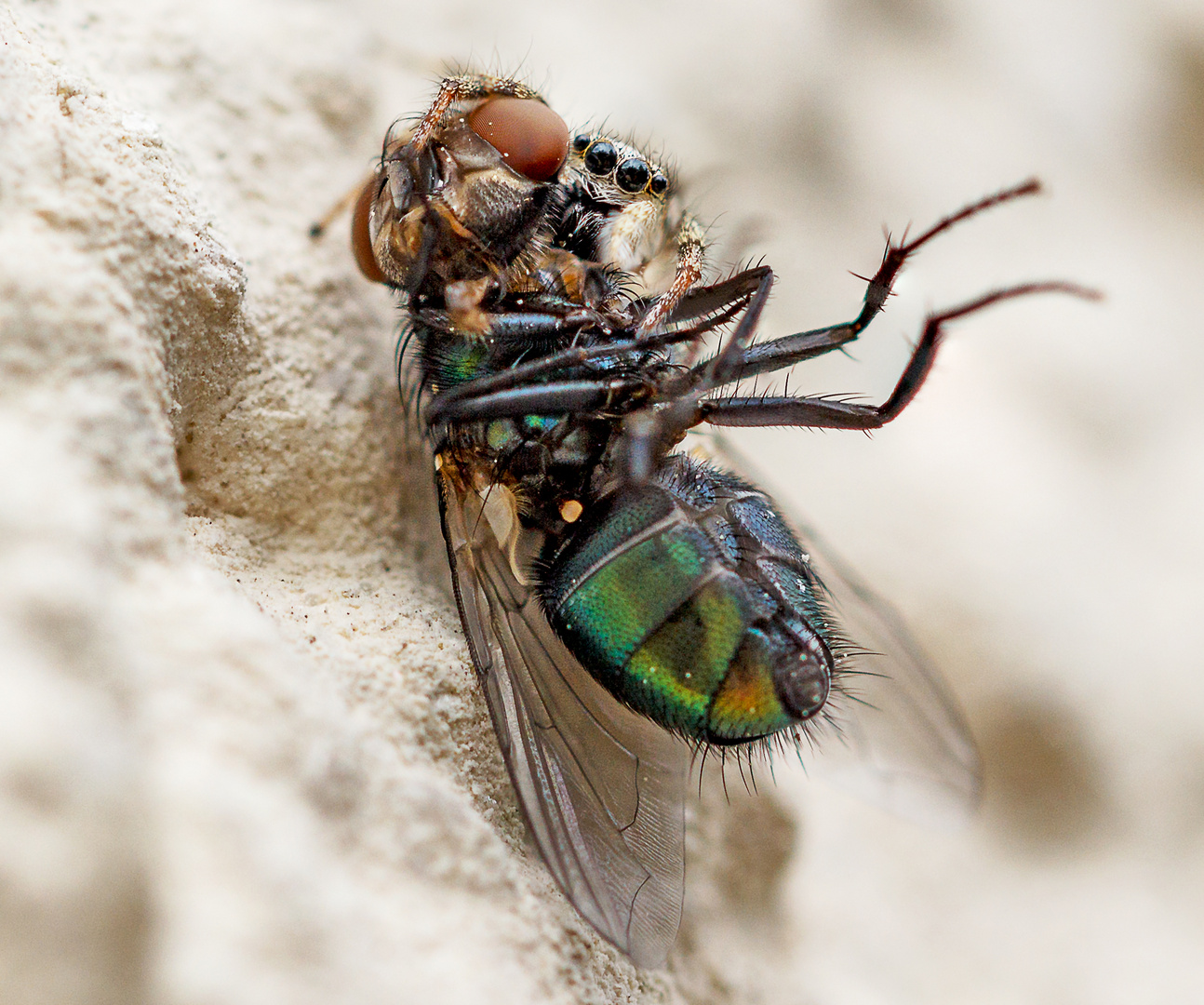 lecker Mittagessen Foto & Bild | makro, natur, nahaufnahme Bilder auf ...