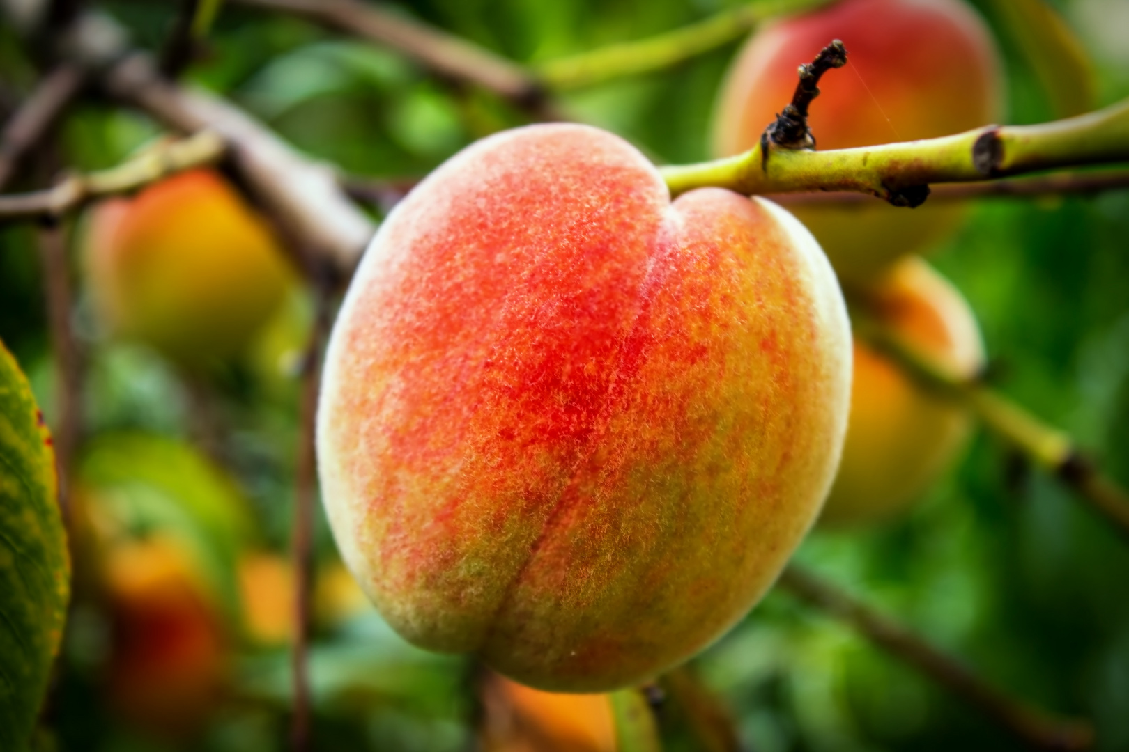 Lecker, Pfirsich... Foto & Bild | pflanzen, pilze & flechten, bäume ...