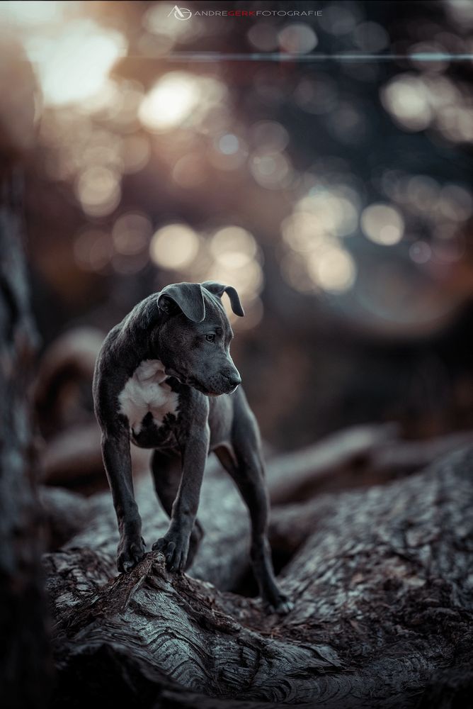 lee Foto & Bild | tiere, haustiere, hunde Bilder auf fotocommunity