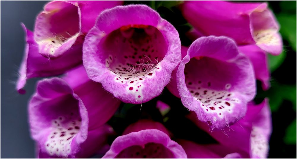 Leeeeerstand Foto & Bild | giftig, purpur, violett Bilder auf fotocommunity