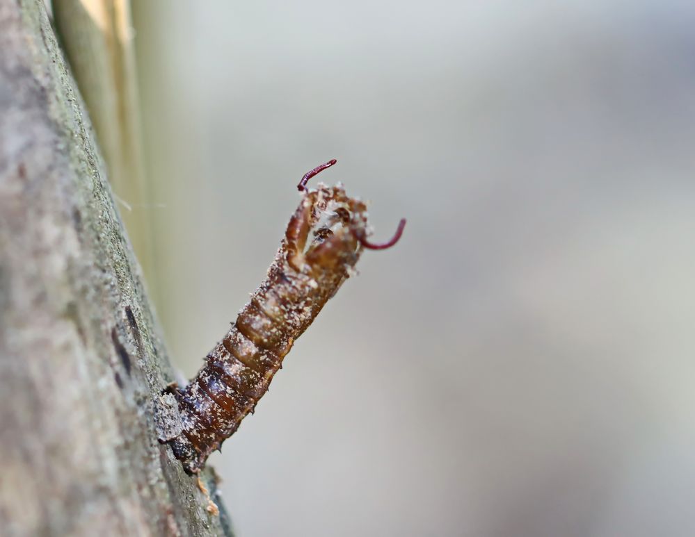 leeres "Hemd" Foto & Bild | natur, insekten, tiere Bilder auf fotocommunity