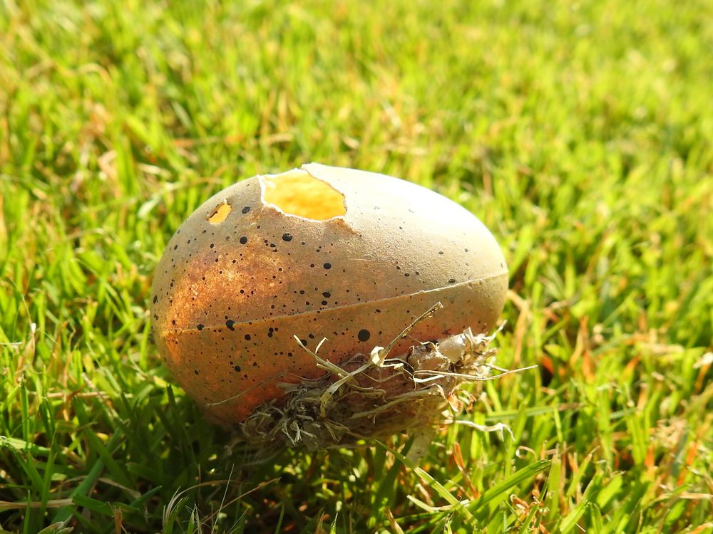 Leeres Vogelei Foto & Bild | natur, tiere, vögel Bilder auf fotocommunity