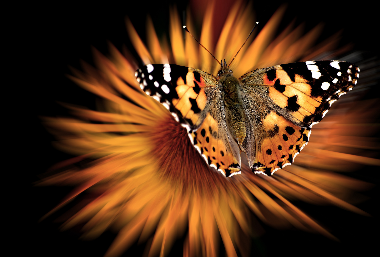 L'effet papillon photo et image | macro nature, nature Images fotocommunity