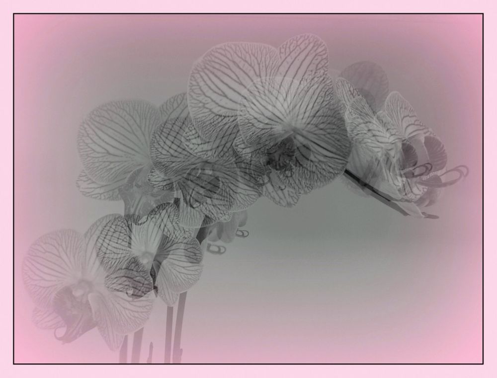 LEGERETE photo et image | nature, orchidee, visions Images fotocommunity